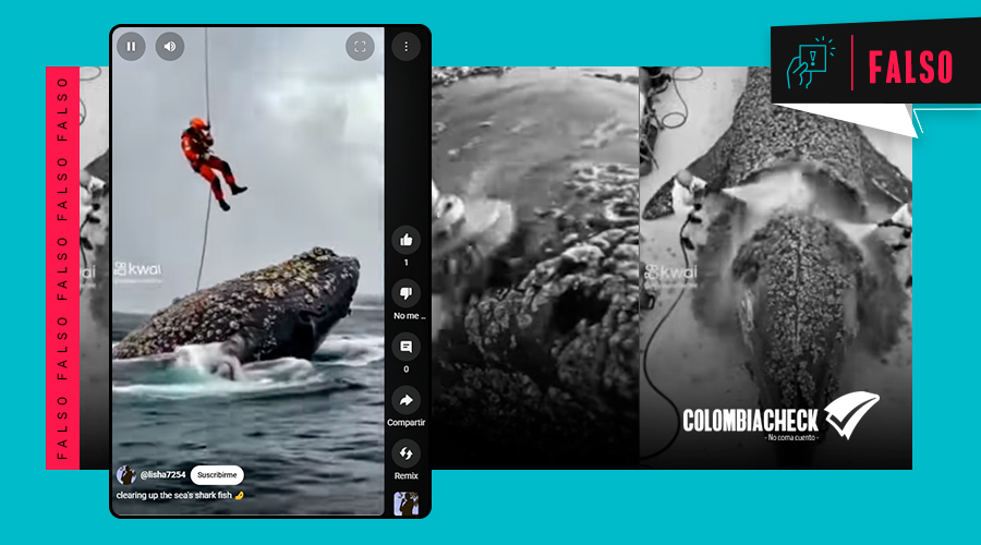 Este video en el que suben a una ballena a un barco para quitarle ...